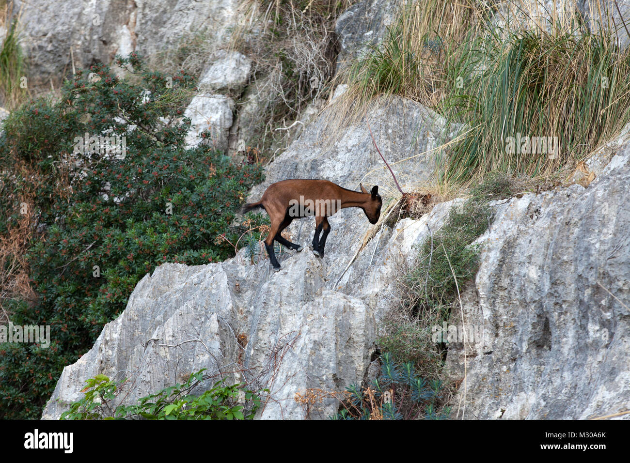 the wild Mallorcan goat in Sa Calobra bay in Majorca Spain Stock Photo ...