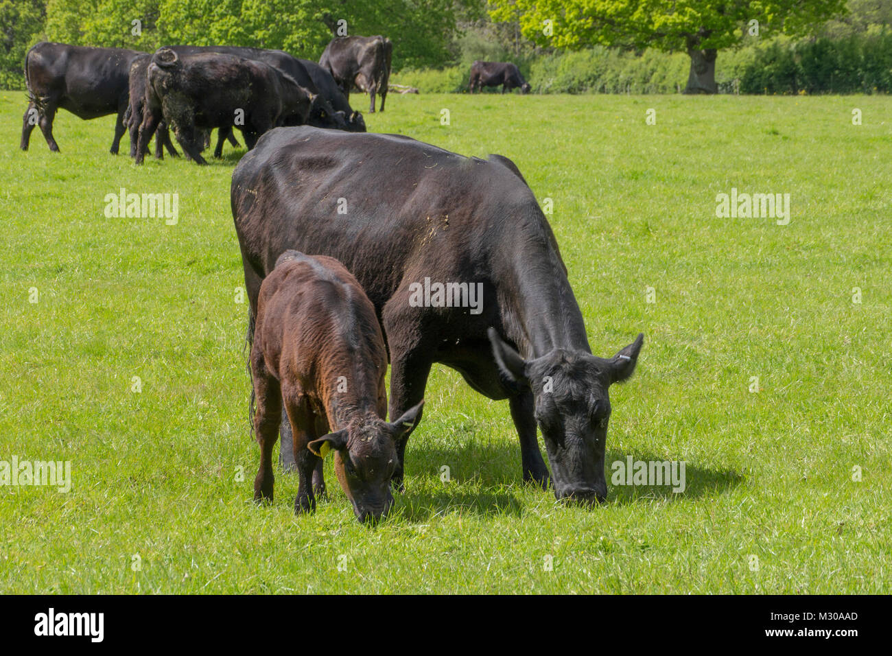 Cow and Calf grazing in field Hampshire ,England Stock Photo - Alamy