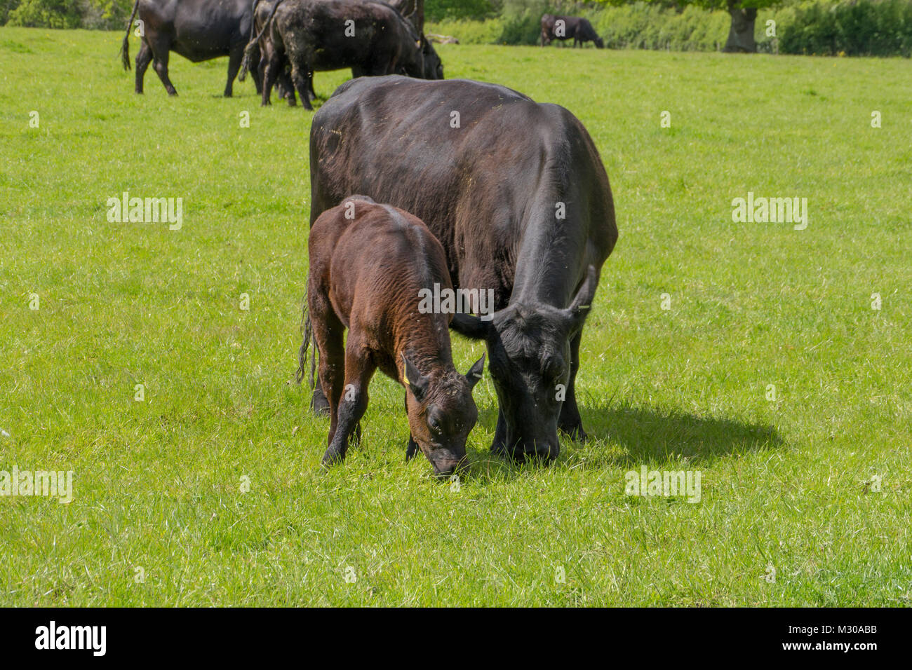 Cow and Calf grazing in field Hampshire ,England Stock Photo - Alamy