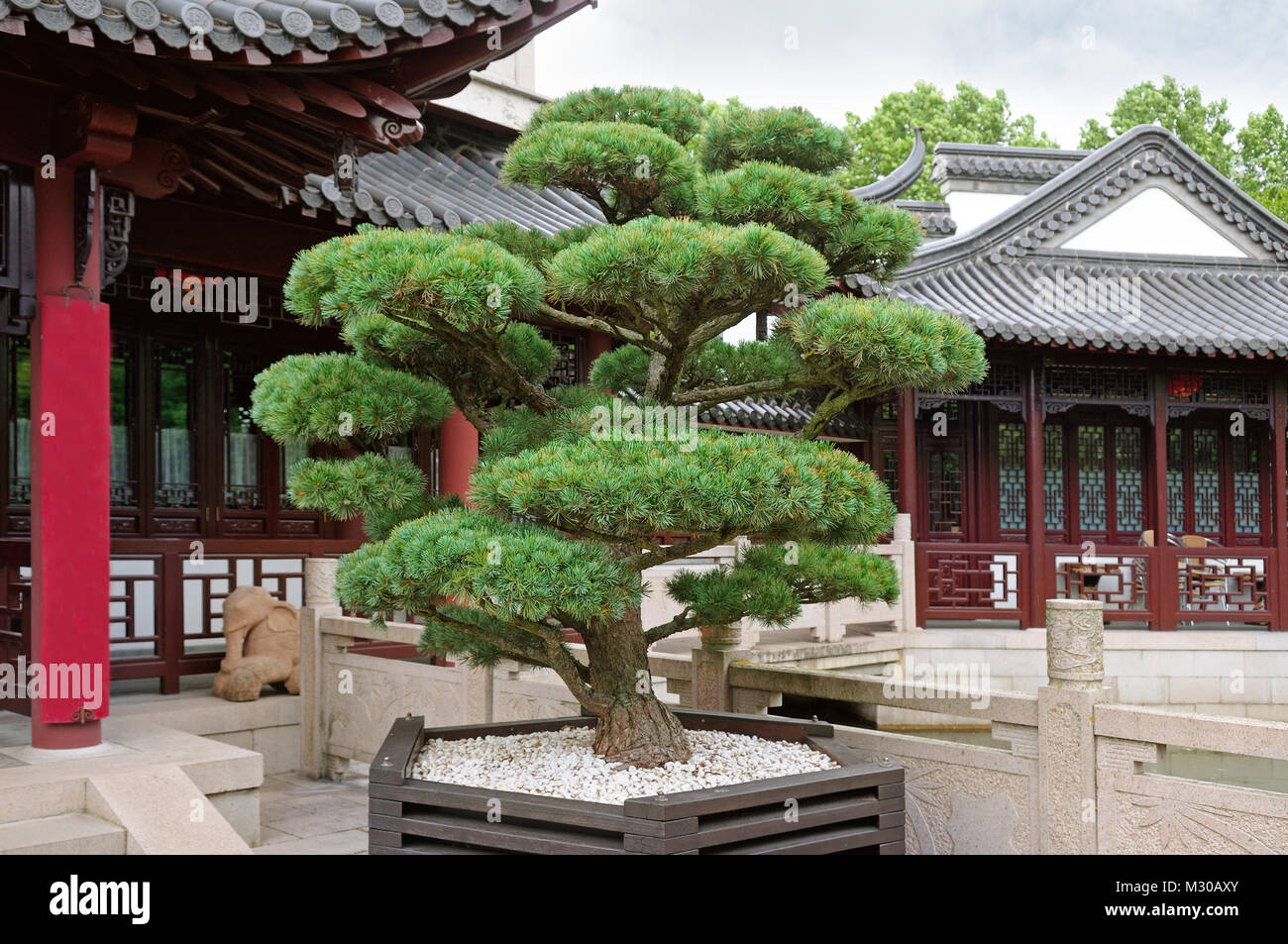 bonsai pine tree and a pagoda in the park Stock Photo - Alamy