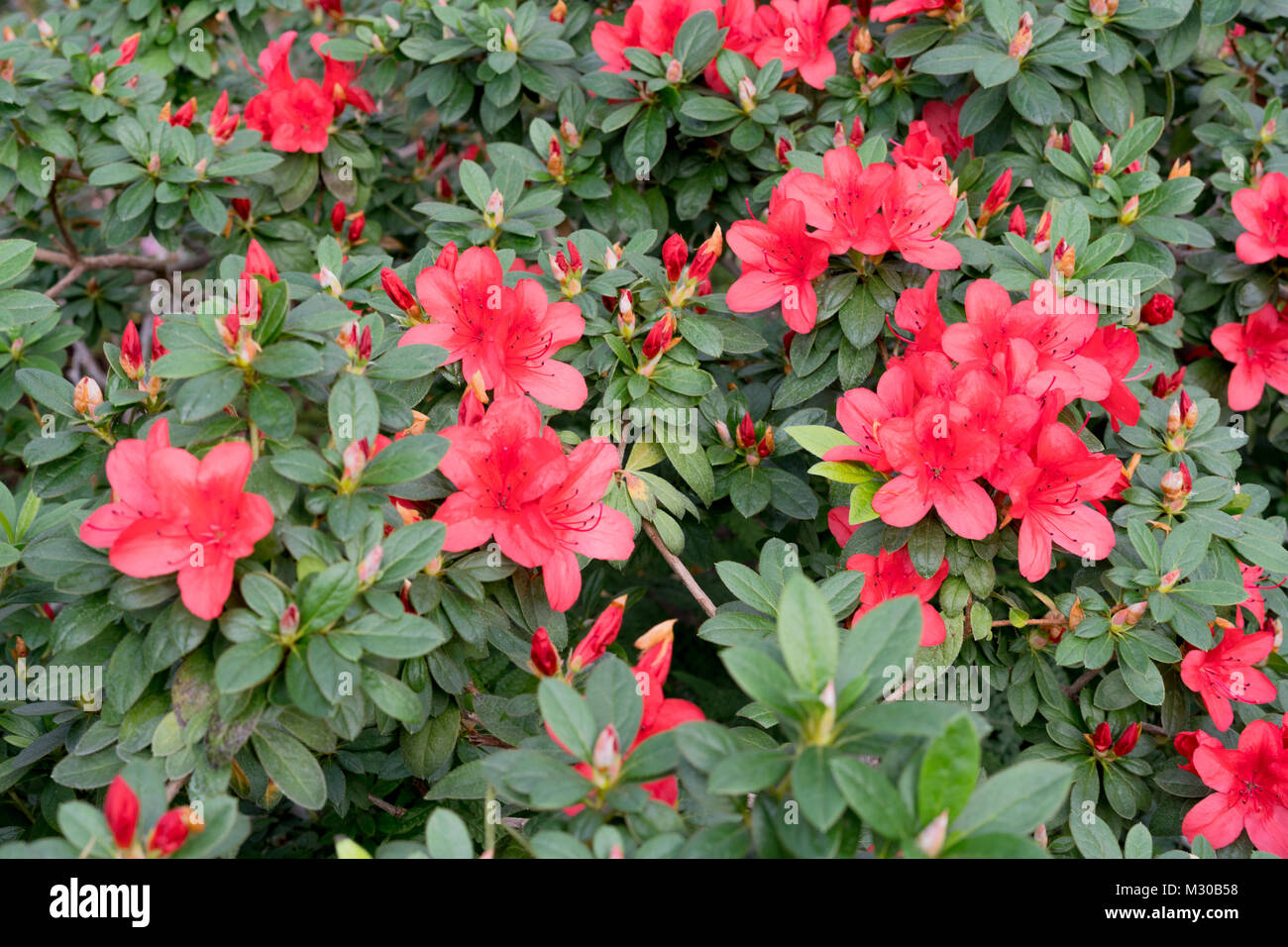 Azaleagarden hi-res stock photography and images - Alamy