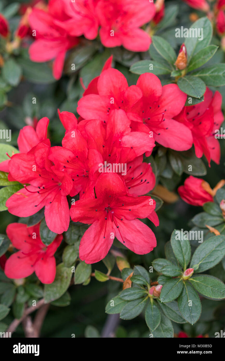 Azaleacloseup hi-res stock photography and images - Alamy