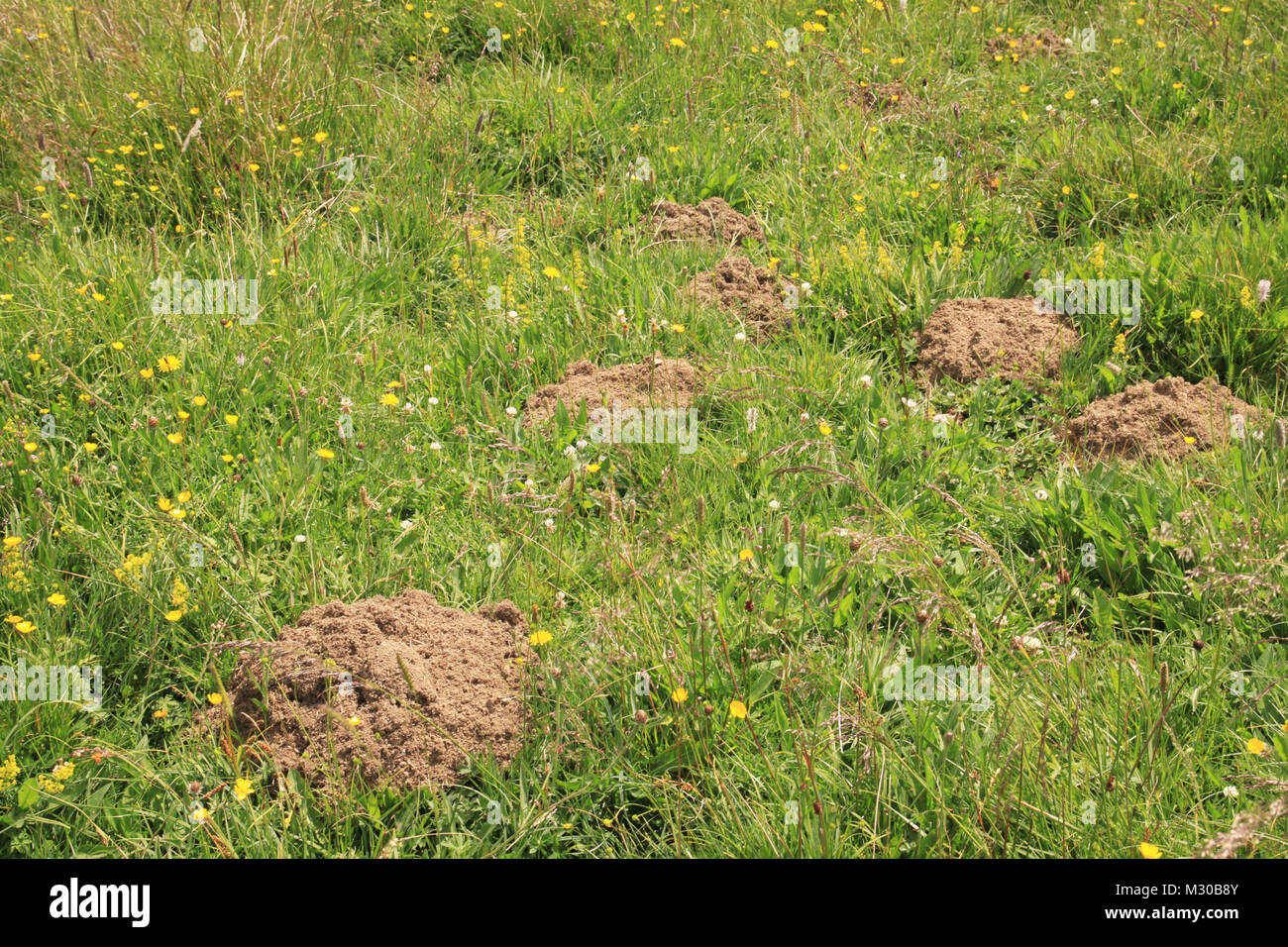 ants in the mountain Stock Photo - Alamy