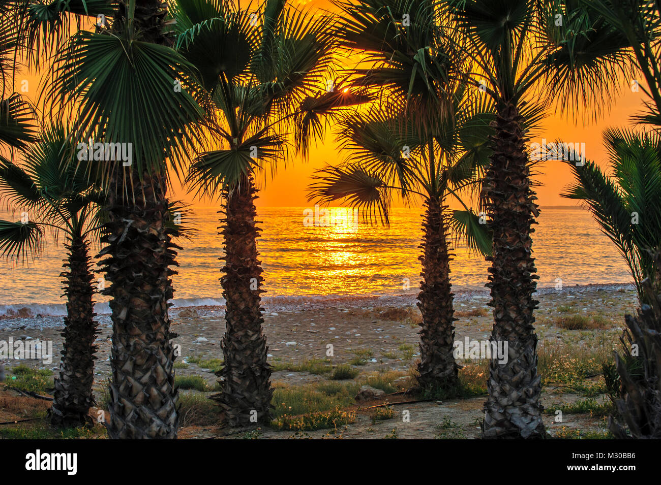 Palms on tropical beach in sunset light Stock Photo - Alamy