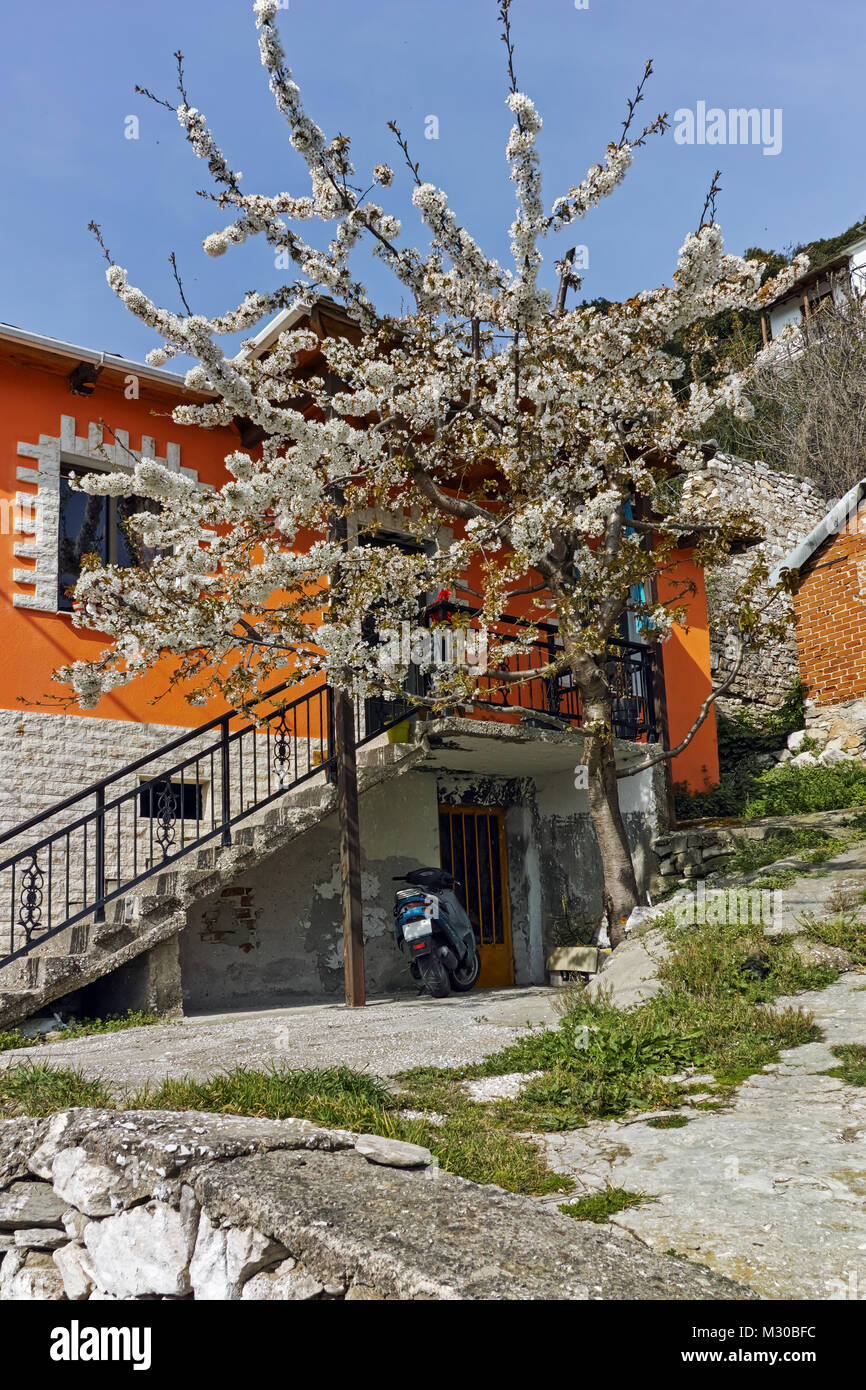 Old house and Spring tree in village of Panagia, Thassos island, East ...