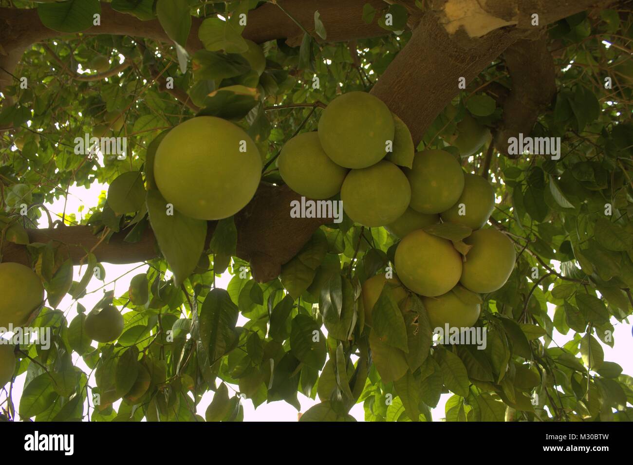 Grapefruit harvest hi-res stock photography and images - Alamy