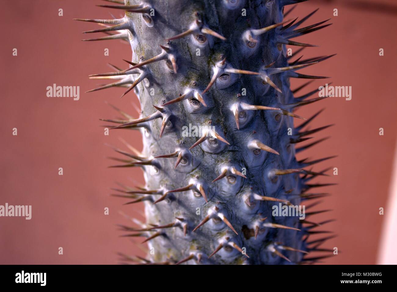 Thorny tree trunk hi-res stock photography and images - Alamy