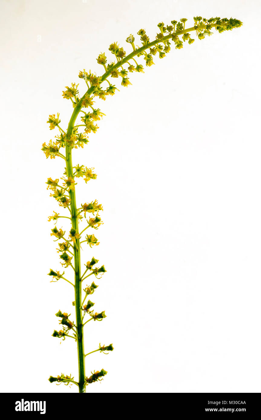 High key flower hi-res stock photography and images - Alamy