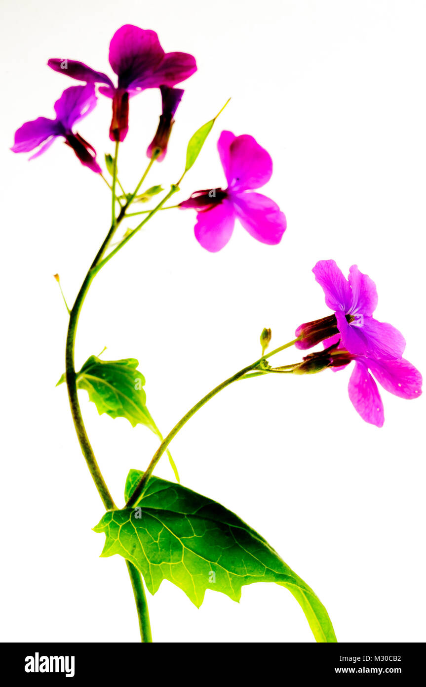 High key flower petal hi-res stock photography and images - Alamy