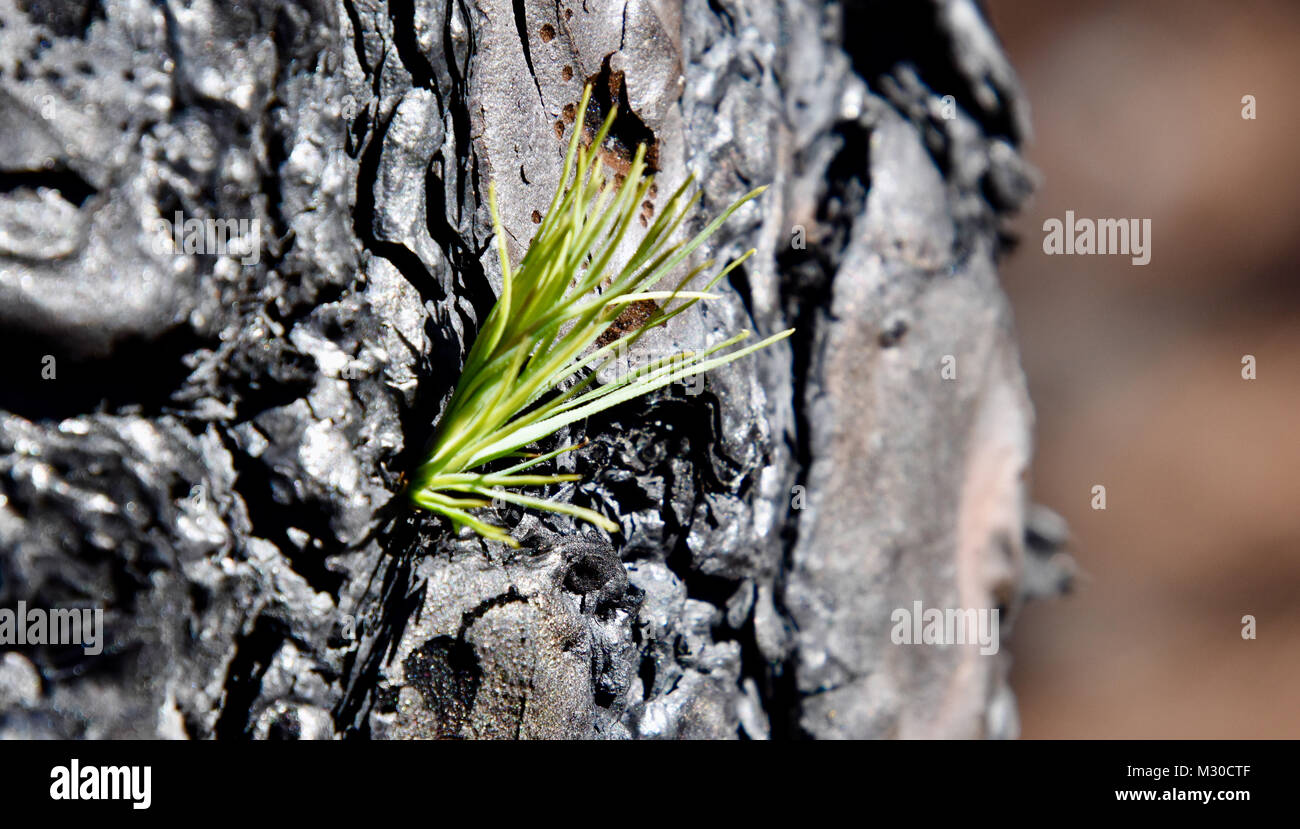 Rebirth of a tree after forest fires Stock Photo - Alamy