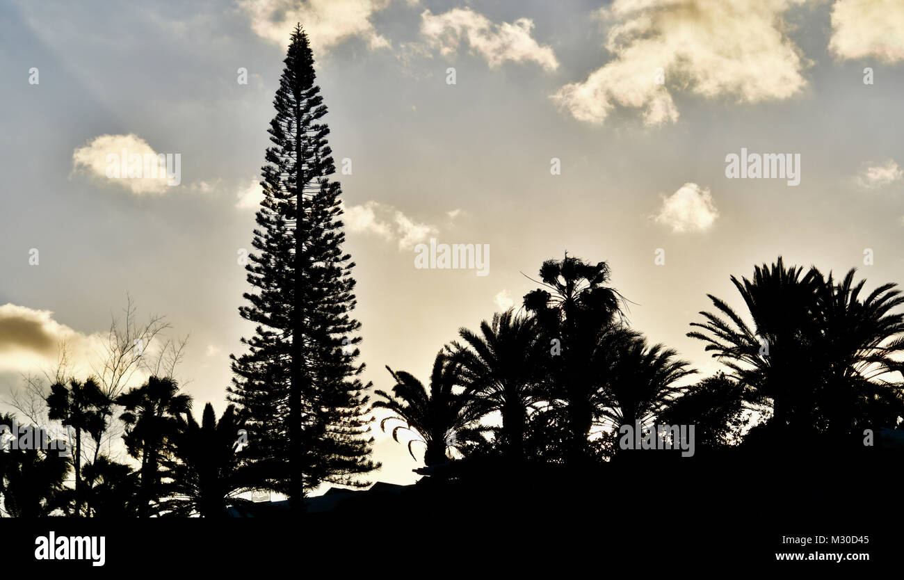 Exotic tree hi-res stock photography and images - Alamy