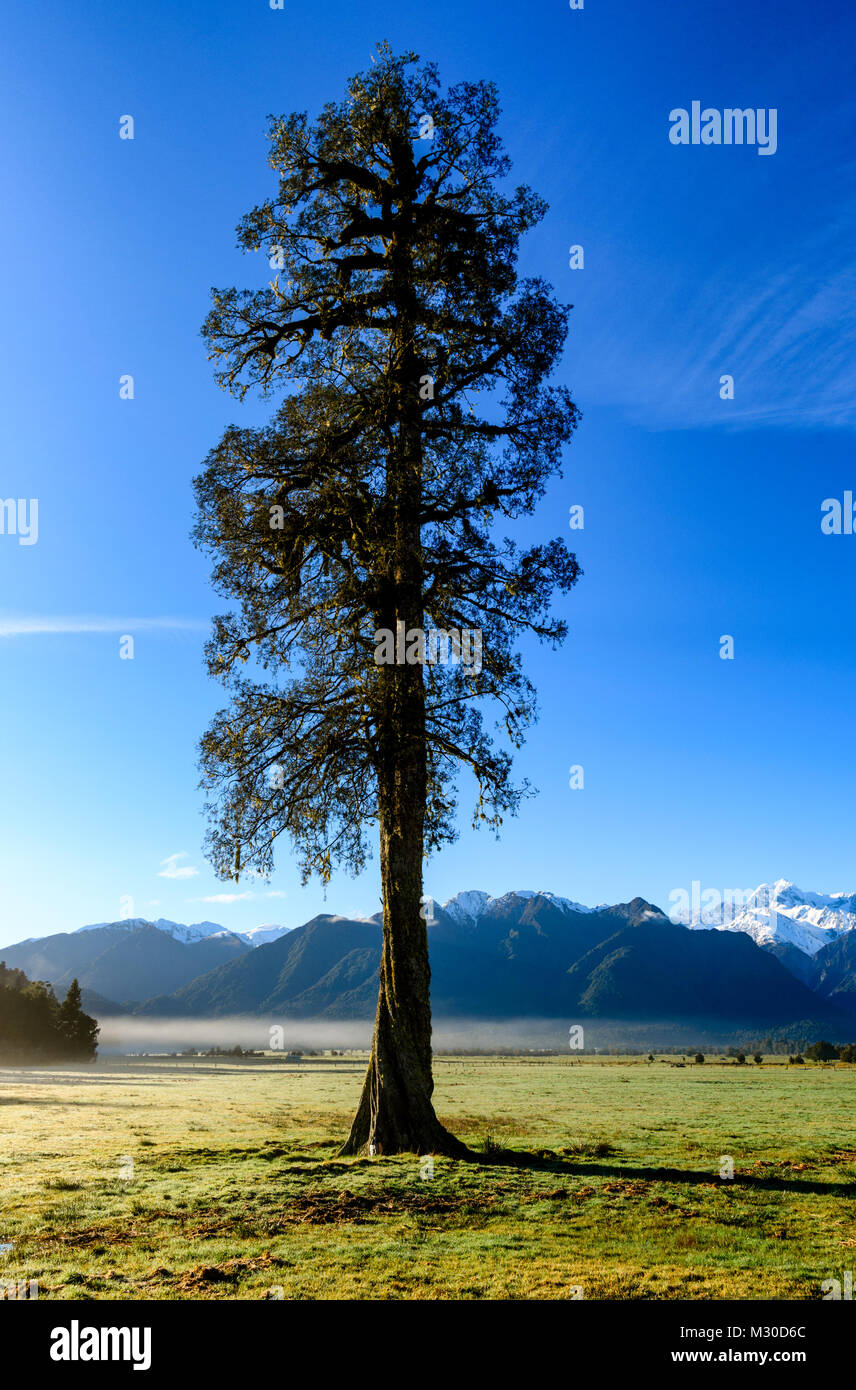 Lone tree in a field Stock Photo - Alamy