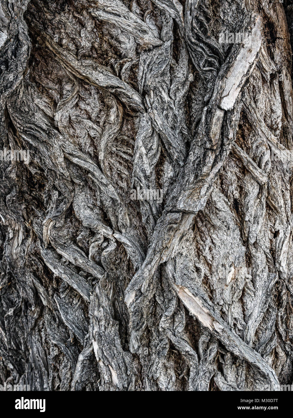 Willow tree bark hi-res stock photography and images - Alamy