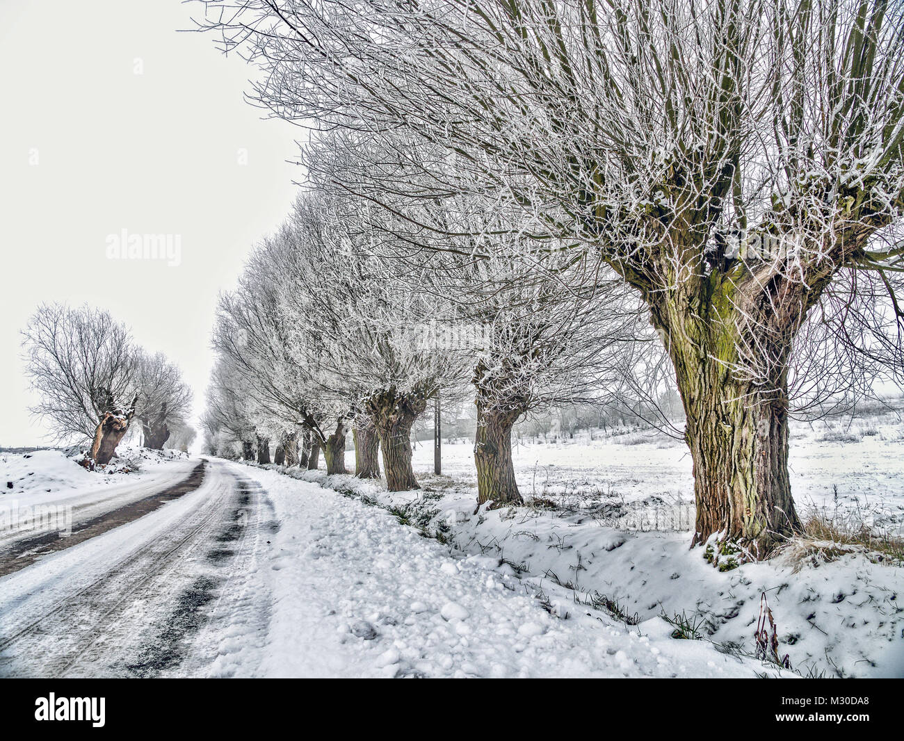 Willow trees in winter hi-res stock photography and images - Alamy