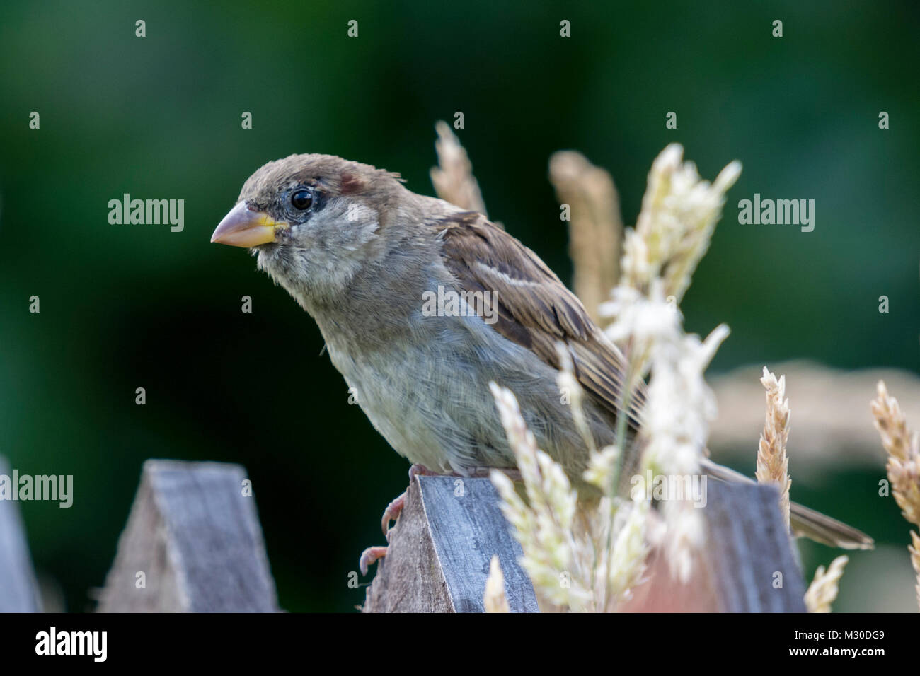 The Cute little feathered beauty - Common Sparrow Stock Photo - Alamy