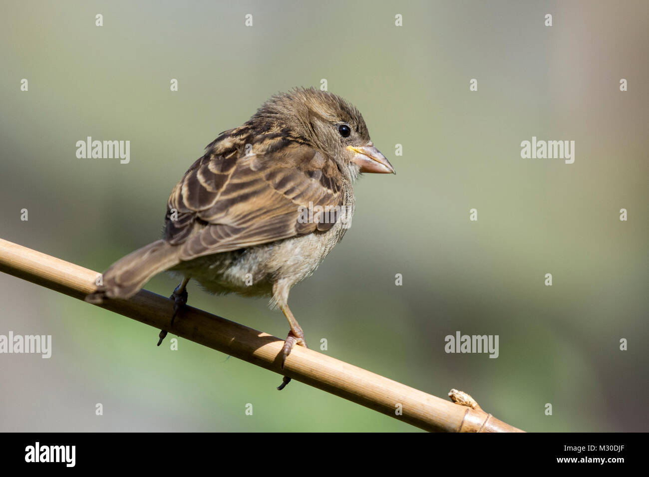 The Cute little feathered beauty - Common Sparrow Stock Photo - Alamy