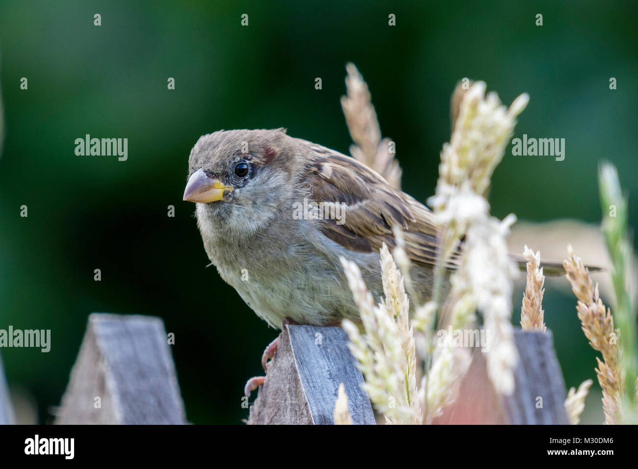 The Cute little feathered beauty - Common Sparrow Stock Photo - Alamy