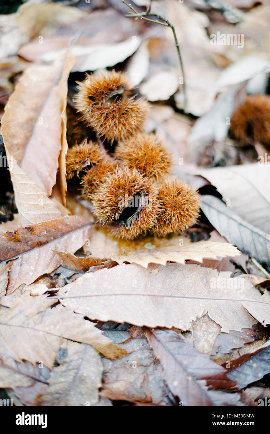 chestnut curls on dried chestnut leaves in the woods in autumn Stock ...