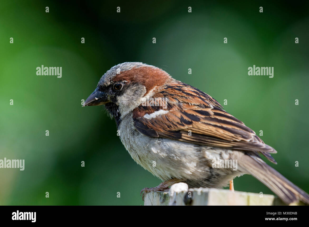 The Cute little feathered beauty - Common Sparrow Stock Photo - Alamy