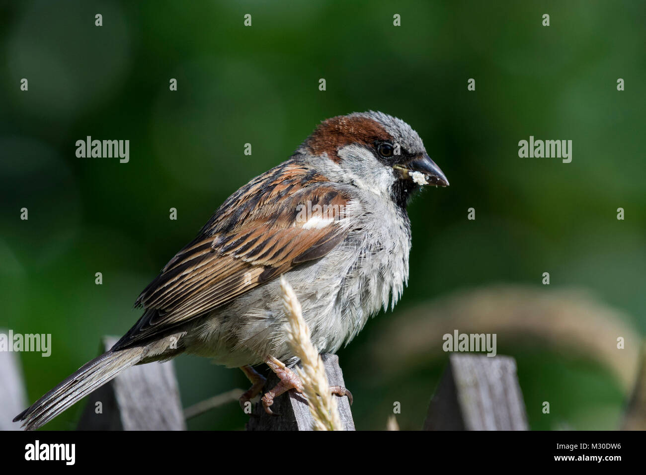 The Cute little feathered beauty - Common Sparrow Stock Photo - Alamy