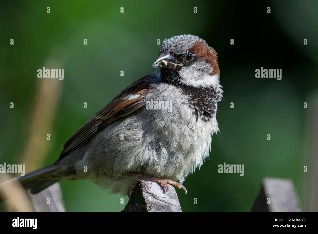 The Cute little feathered beauty - Common Sparrow Stock Photo - Alamy