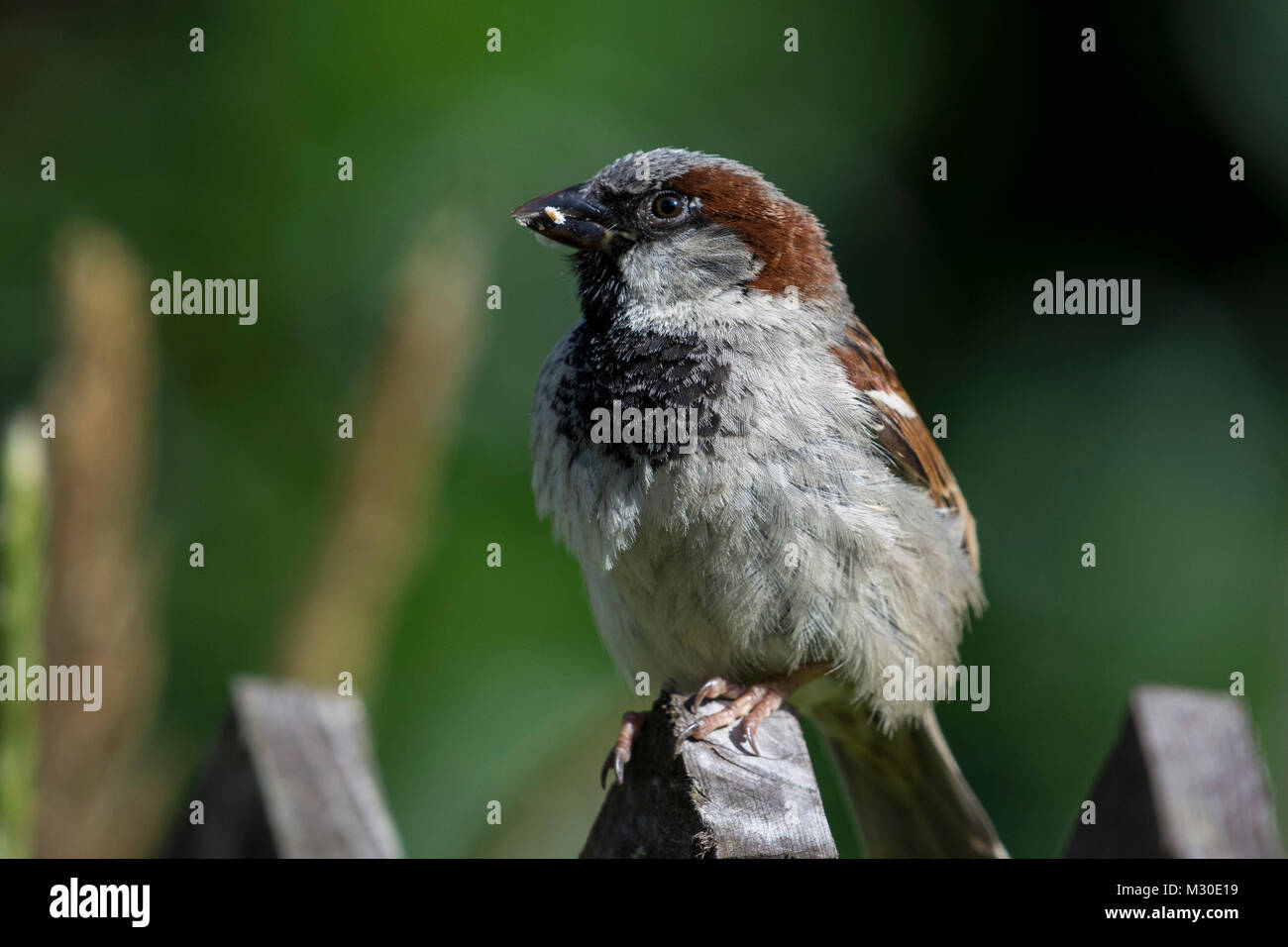 The Cute little feathered beauty - Common Sparrow Stock Photo - Alamy