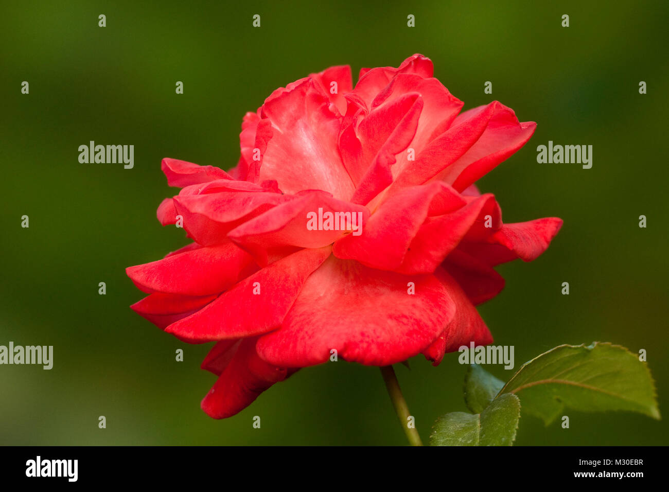 Rote rose berlin hi-res stock photography and images - Alamy