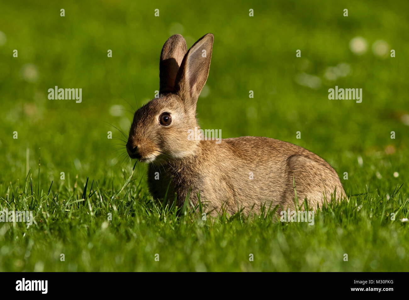 Wildkaninchen (Oryctolagus cuniculus Stock Photo - Alamy