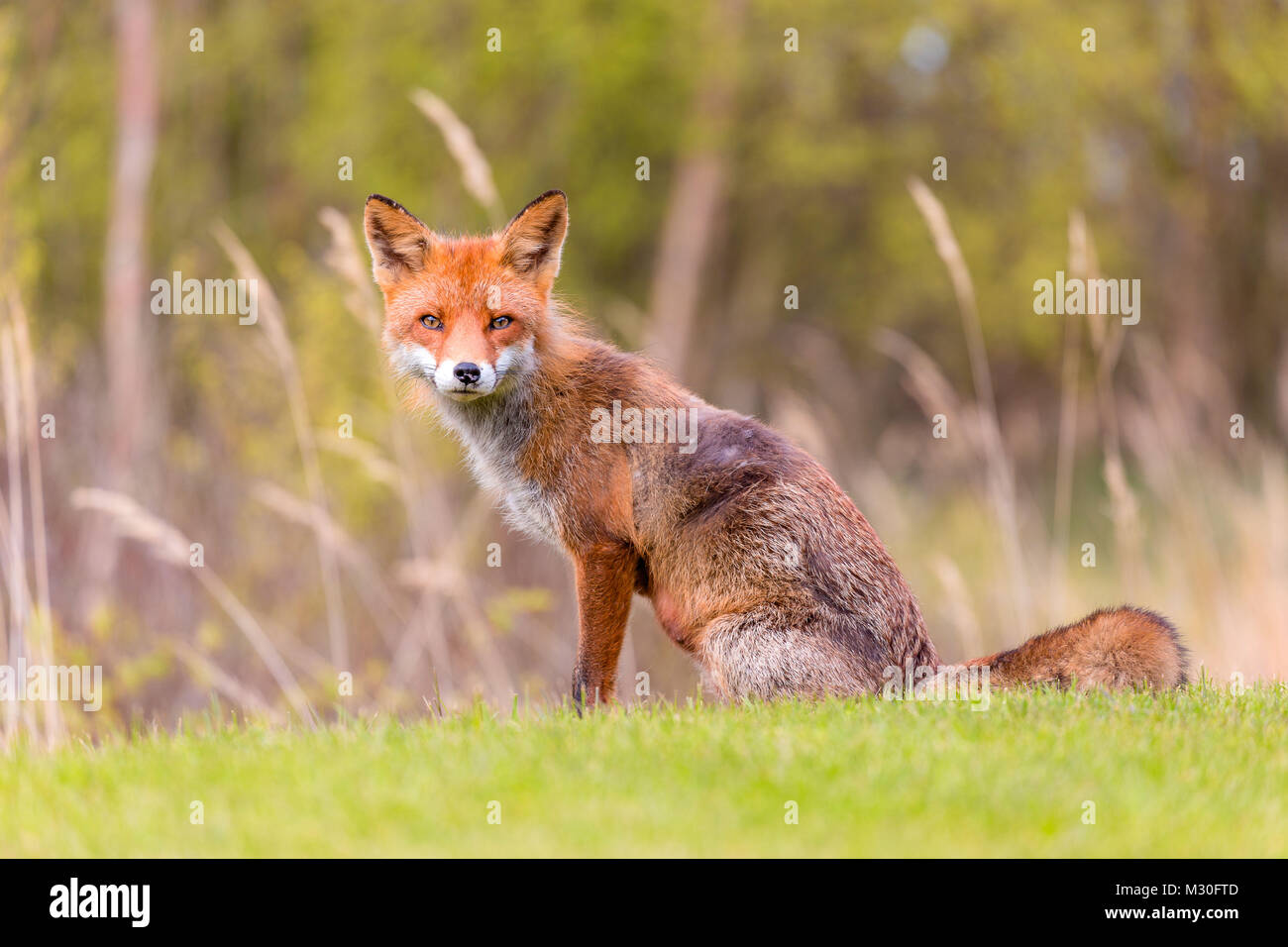 A wild red fox near the village Hirtshals in Denmark Stock Photo - Alamy