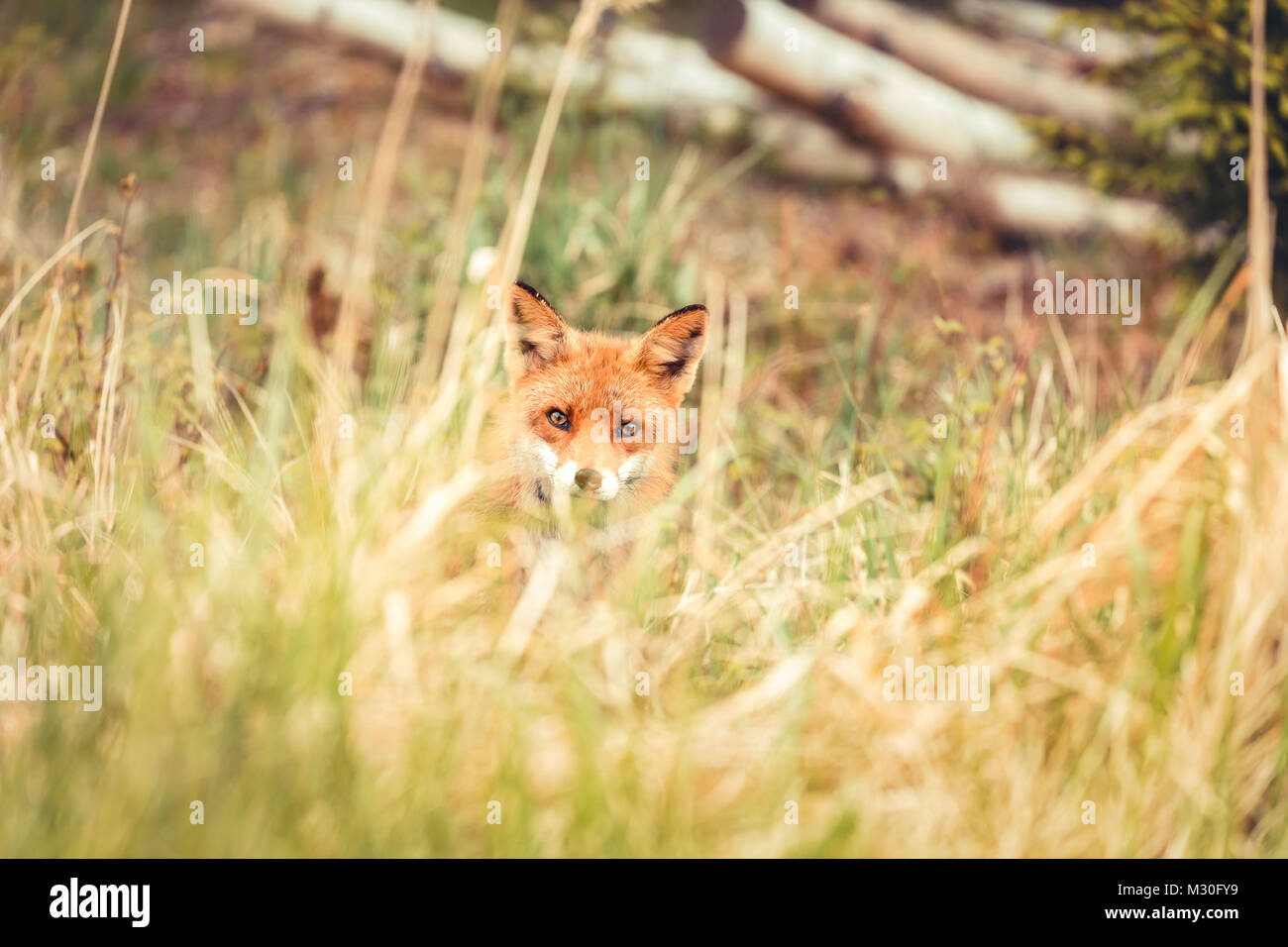 Wild red fox hi-res stock photography and images - Alamy