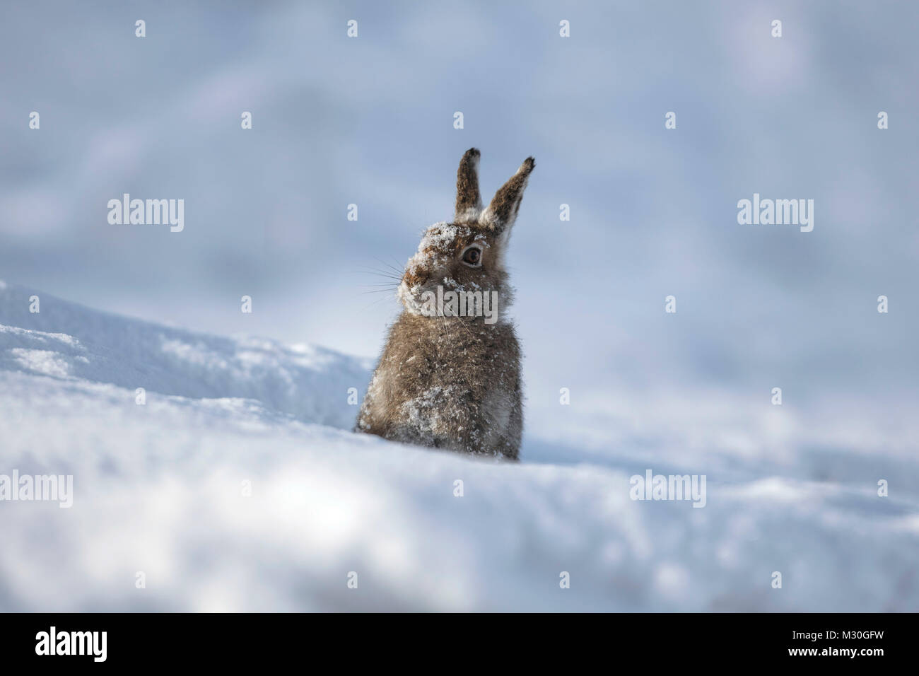 British bunny snow hi-res stock photography and images - Alamy