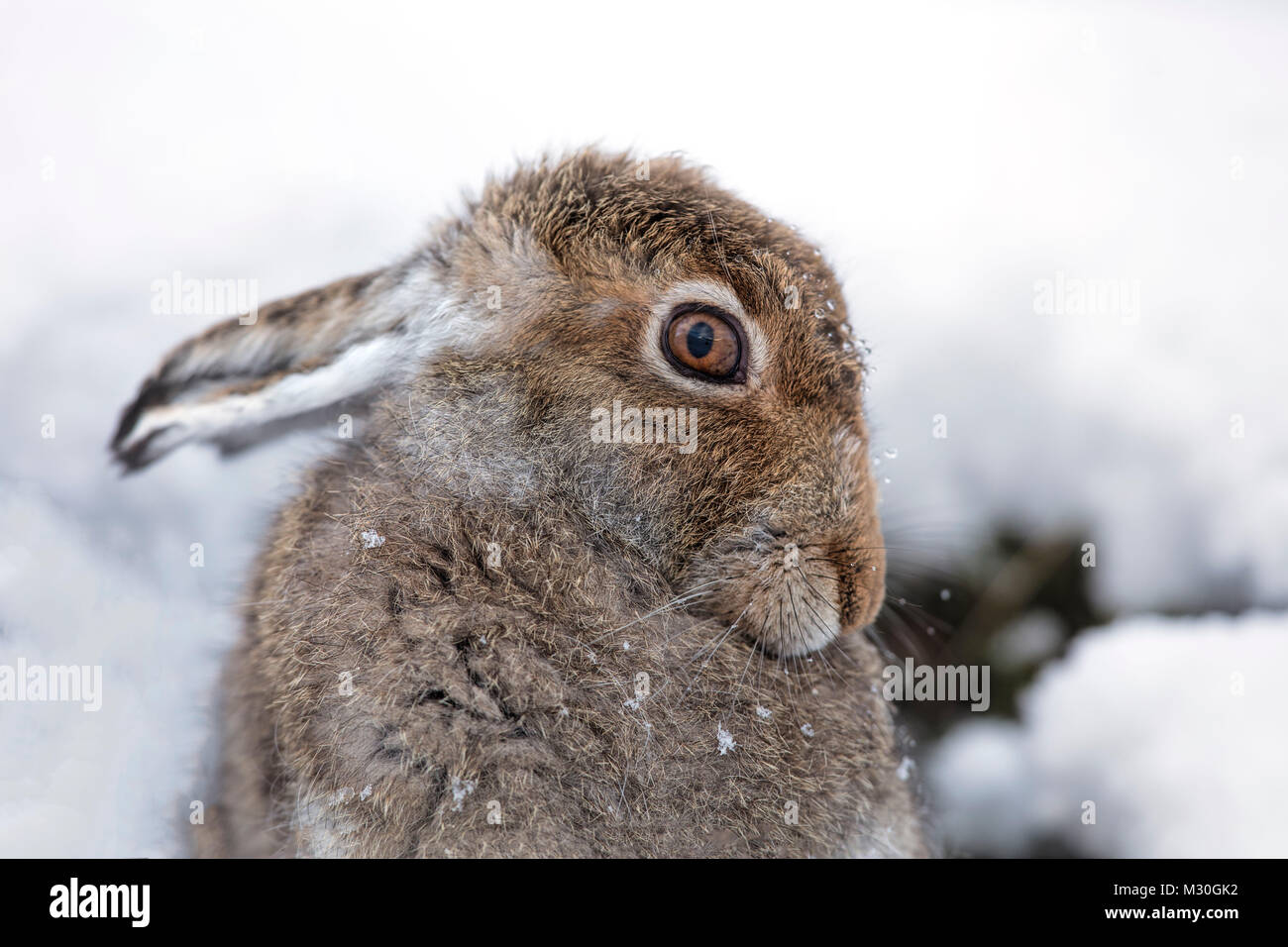 Cute mountain hare looking coy, close up Stock Photo - Alamy