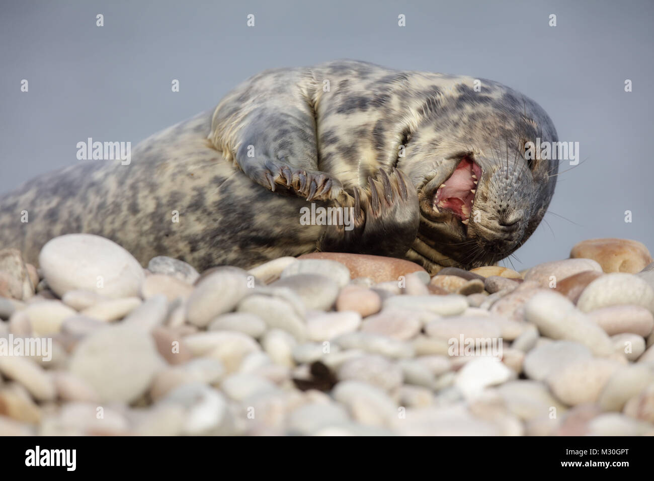 Laughing seal on pebbled beach, young seal cute Stock Photo - Alamy