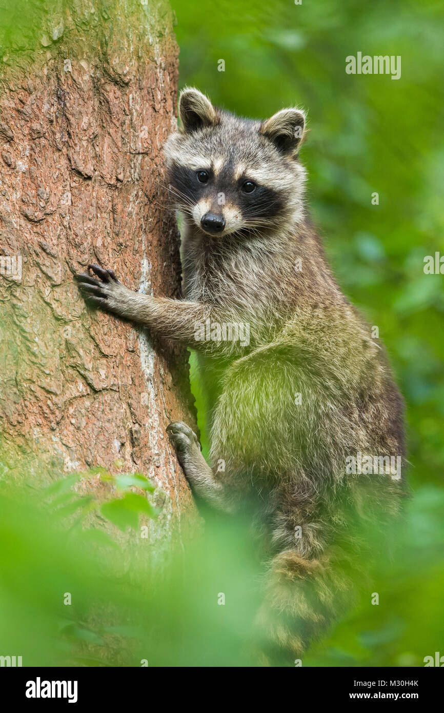 Raccoon, Procyon lotor, Climbing on Tree Stock Photo - Alamy