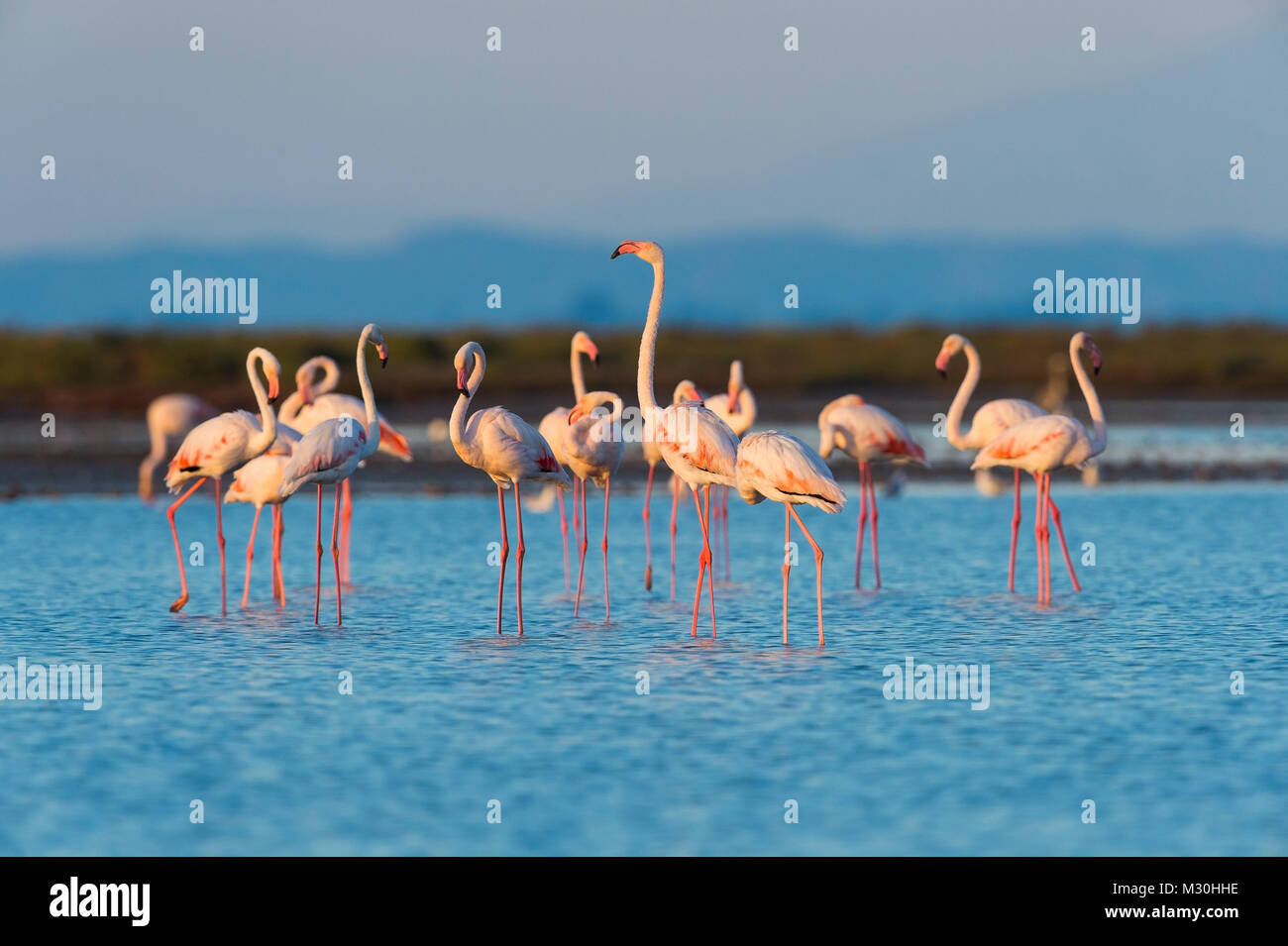 European Flamingo, Great Flamingo, Phoenicopterus roseus, Saintes ...