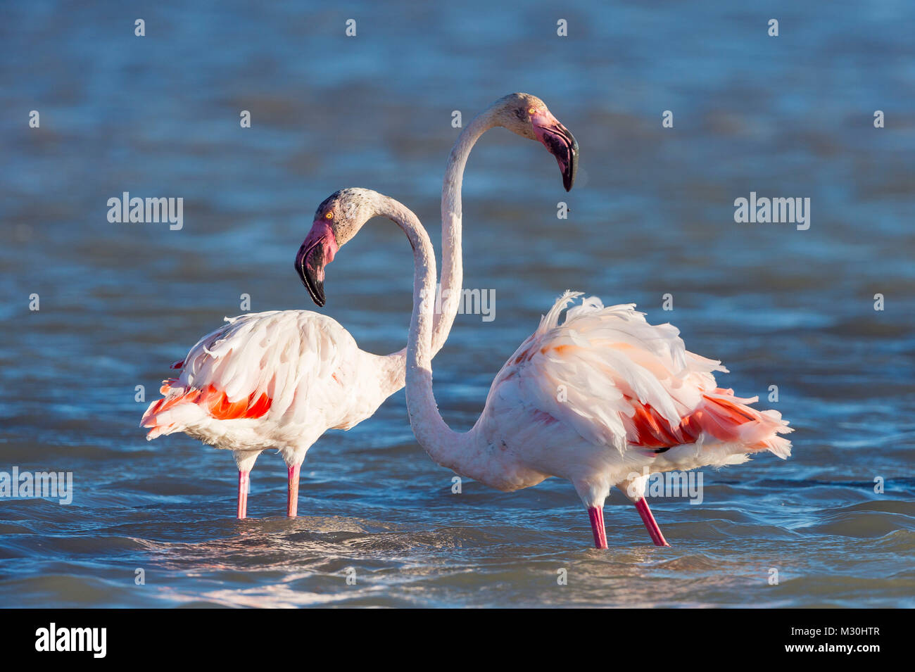 European Flamingo, Great Flamingo, Phoenicopterus roseus, Saintes ...