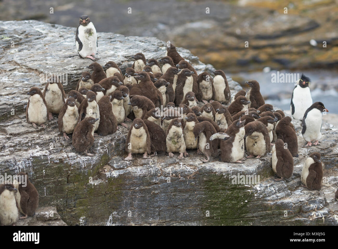 Penguin rockhopper chick hi-res stock photography and images - Alamy