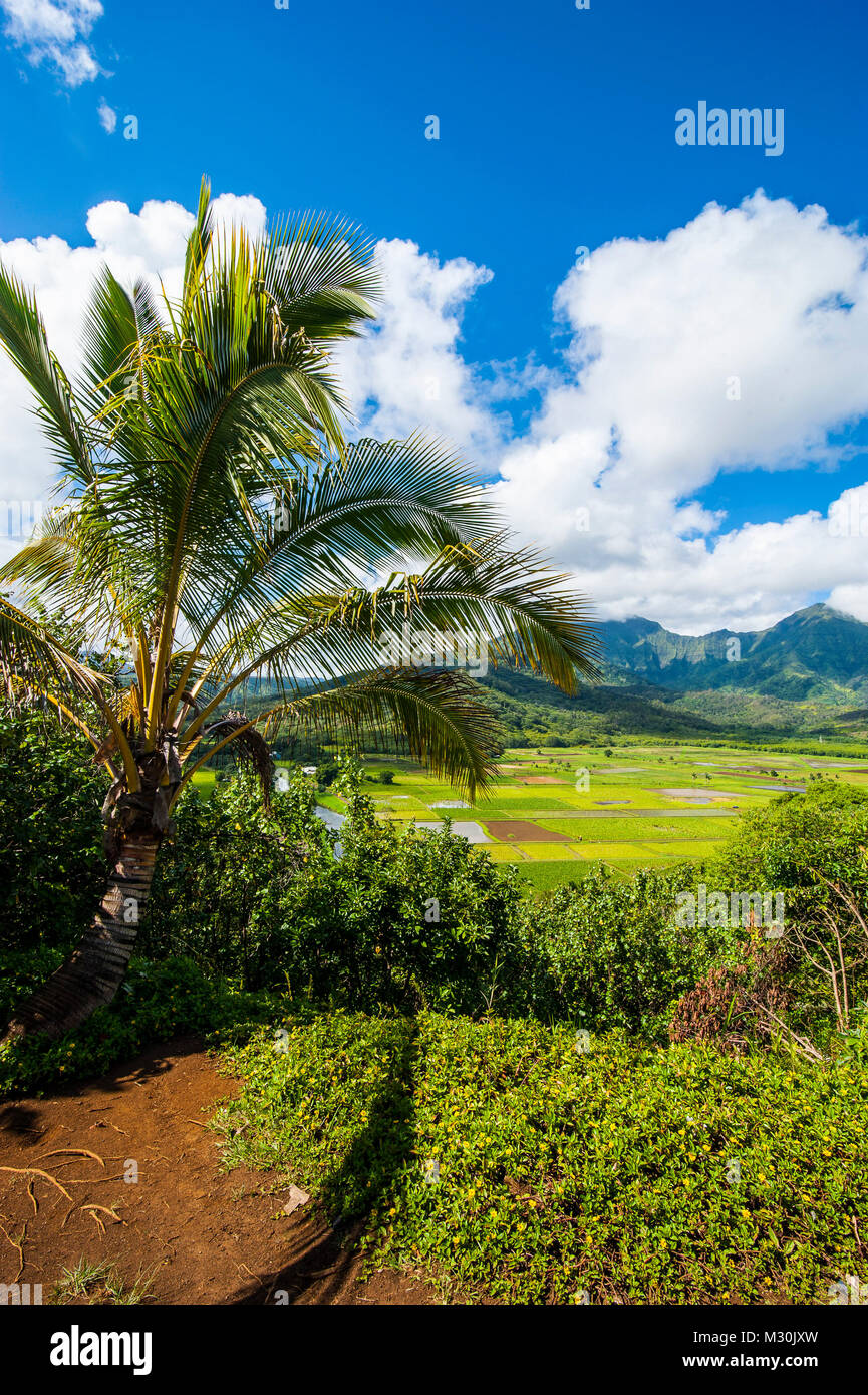 Taro tree hi-res stock photography and images - Alamy