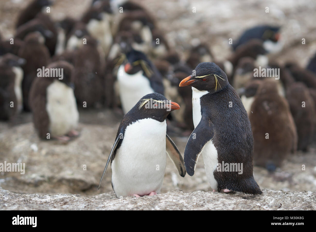 Rockhopper penguin chicks hi-res stock photography and images - Alamy
