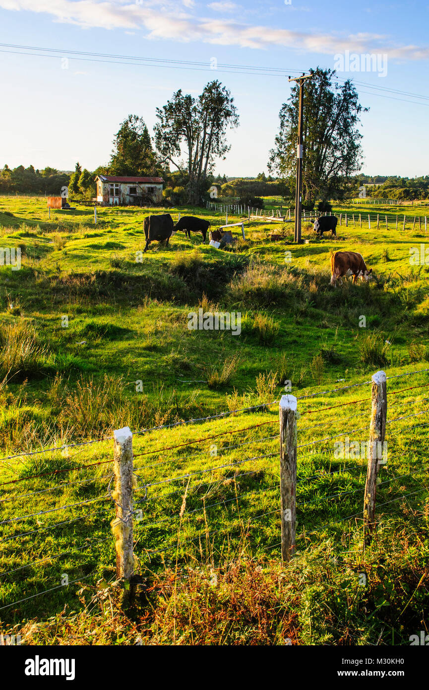 New zealand farm scene hi-res stock photography and images - Alamy