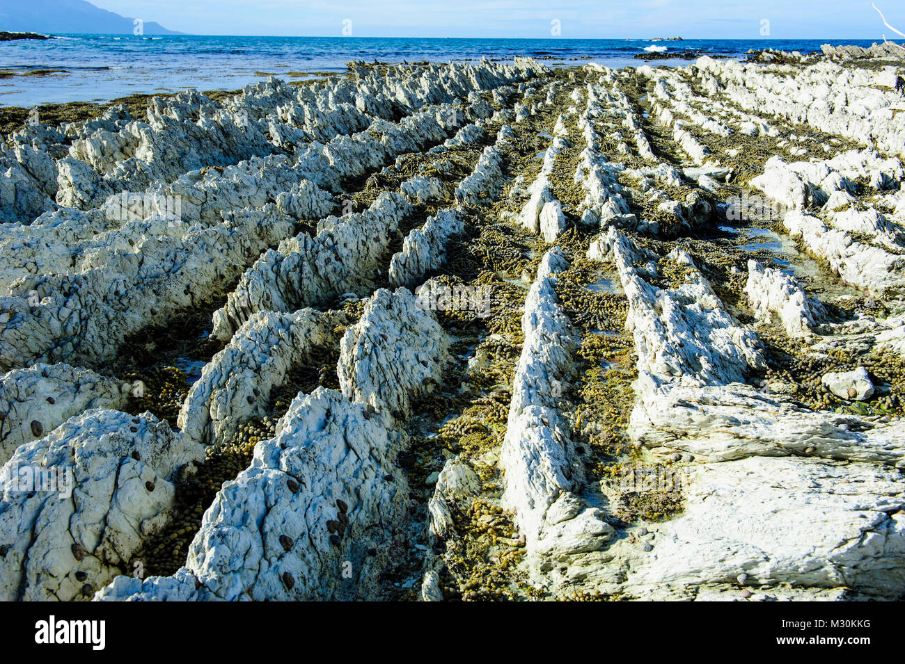 Beautiful limestone formations on the Kaikoura Peninsula, South island ...