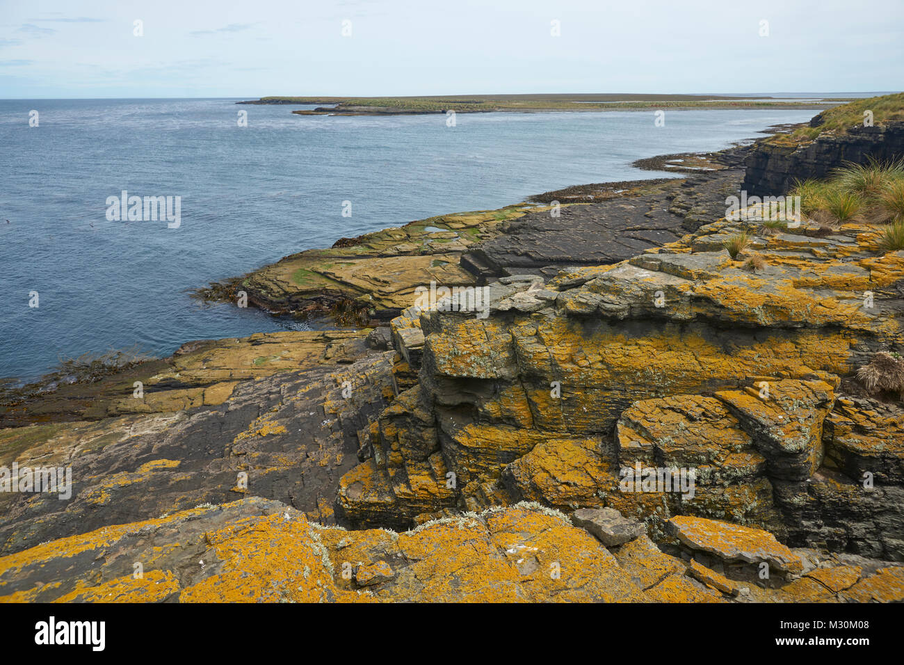 Colourful lichens and plants covering the rocky coastline of Bleaker ...