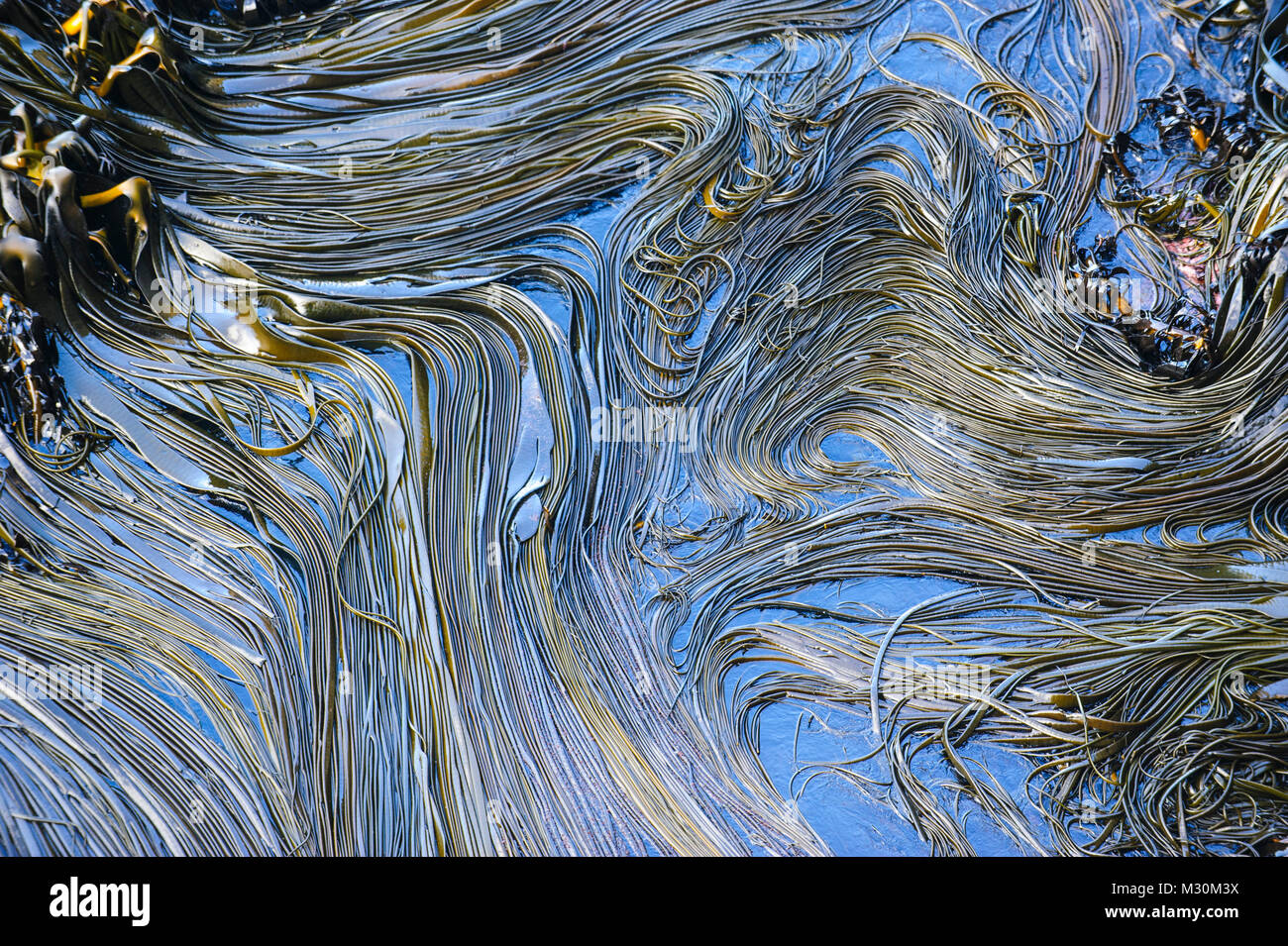 Close up of kelp phaeophyceae hi-res stock photography and images - Alamy