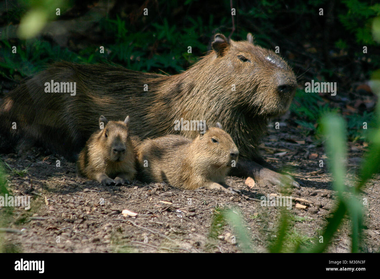 Tropical rodent hi-res stock photography and images - Alamy