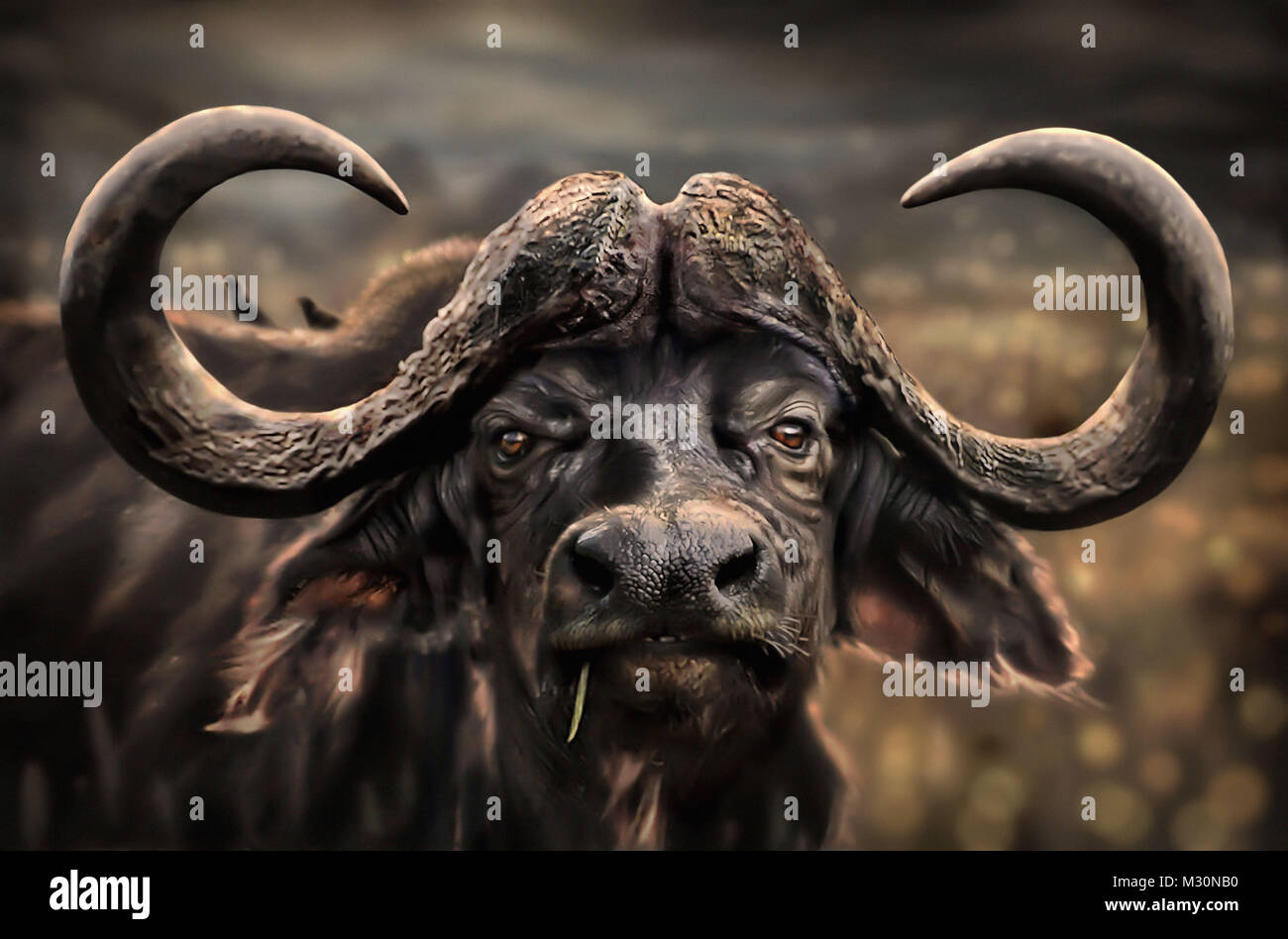 African buffalo, portrait, Serengeti, Tanzania, East Africa, Africa ...