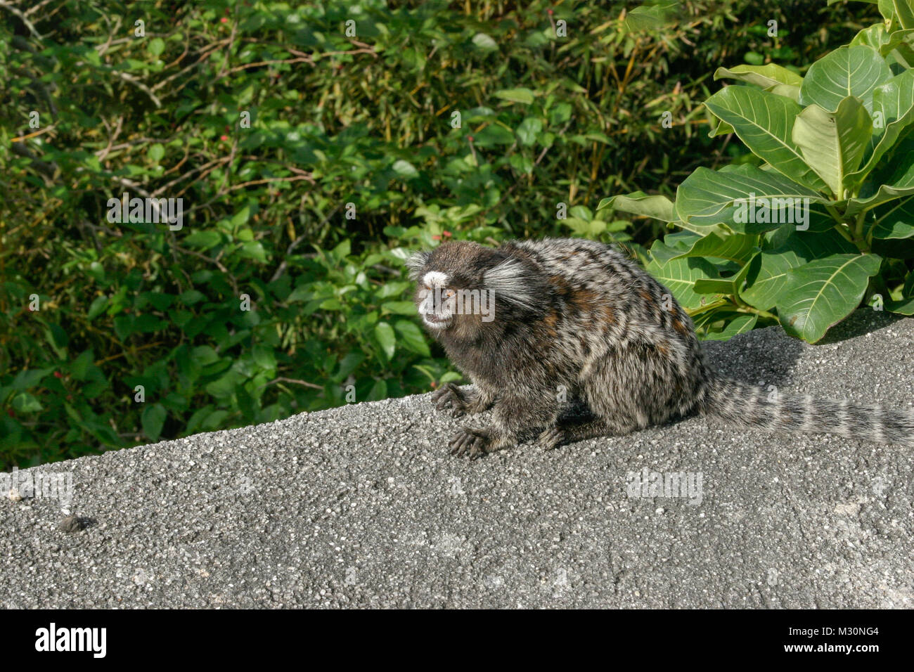 Common marmoset callithrix jacchus hi-res stock photography and images ...