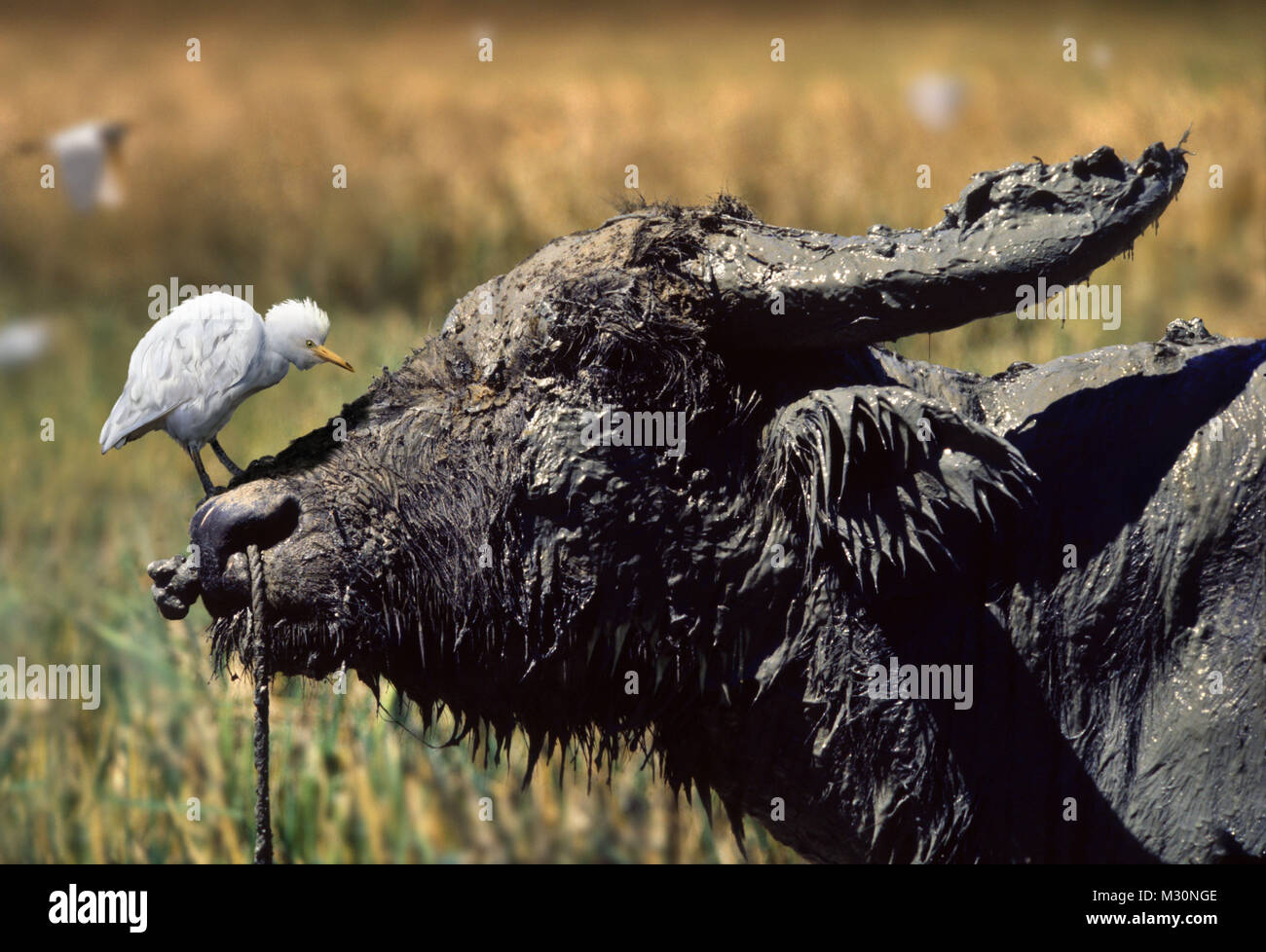 Water buffalo bird on nose hi-res stock photography and images - Alamy