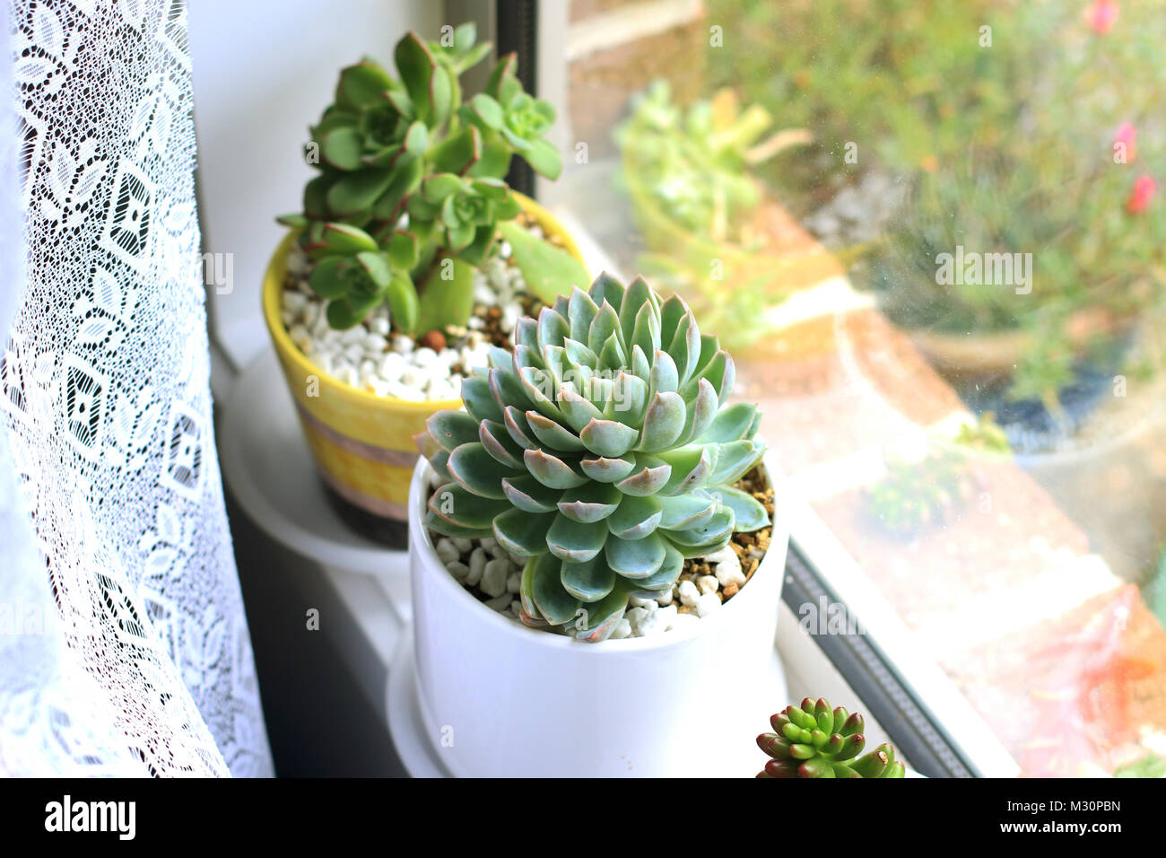 Echeveria succulent hi-res stock photography and images - Alamy