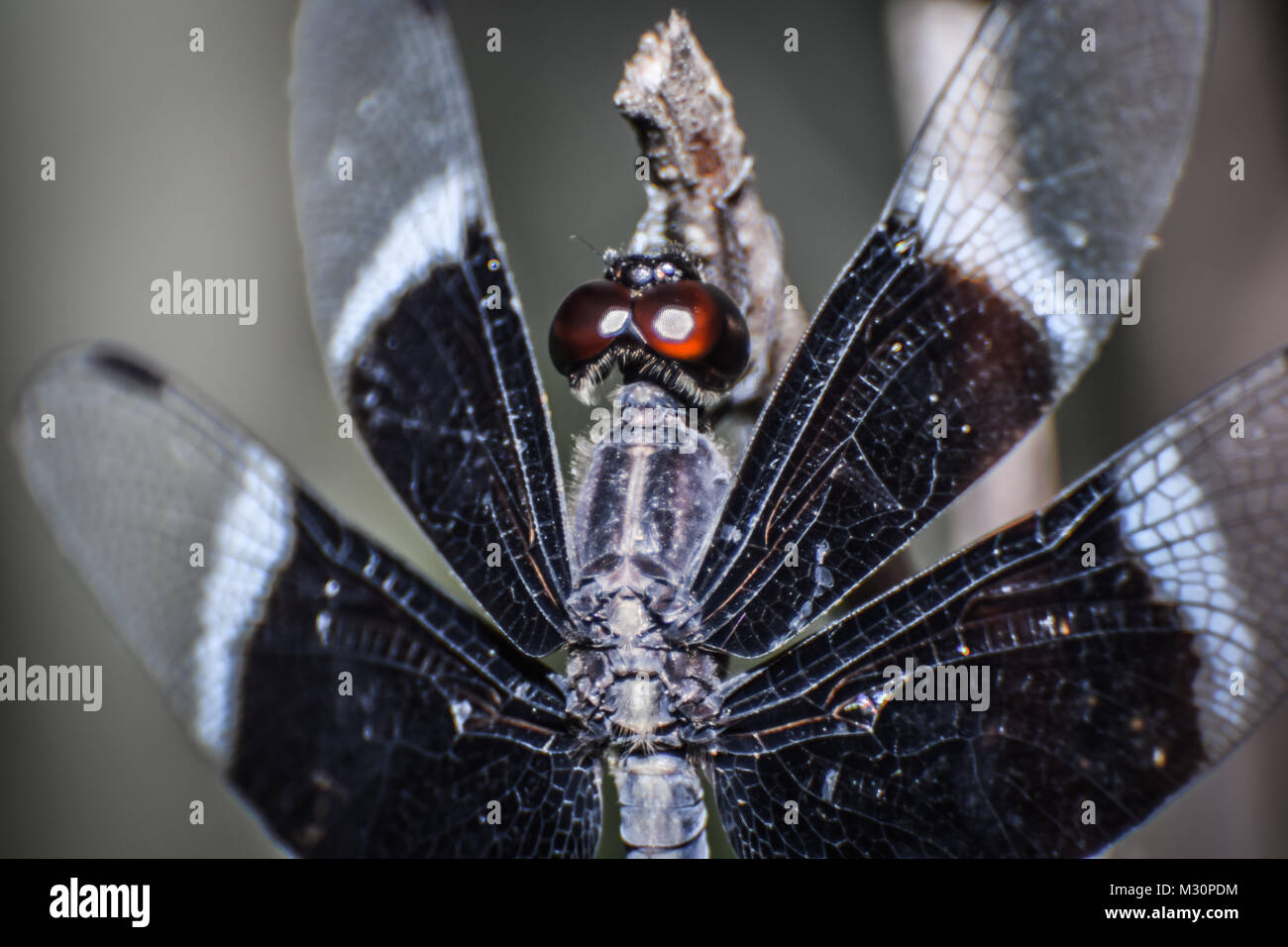 Macro world Photography Stock Photo - Alamy