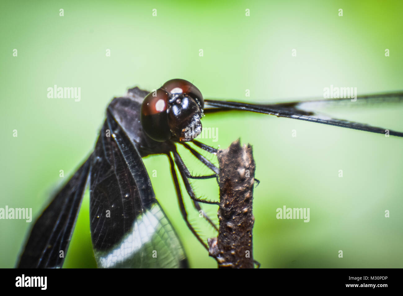 Macro world Photography Stock Photo - Alamy